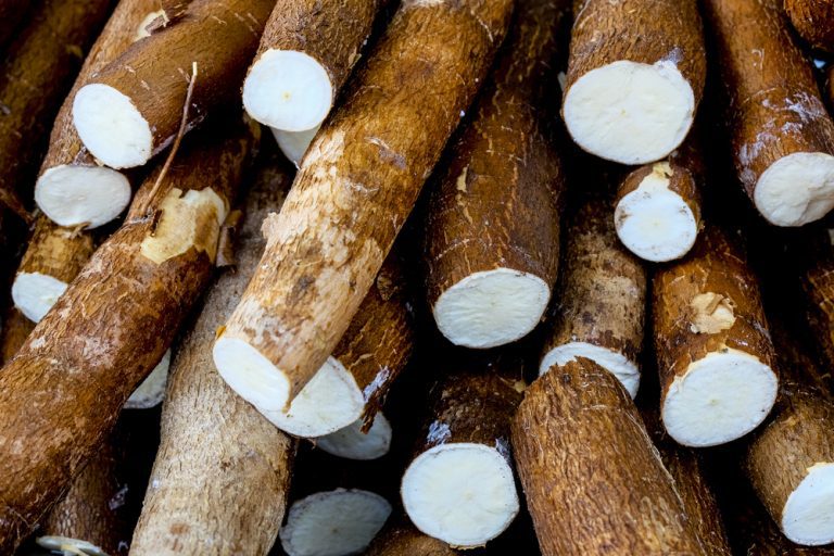 ¿Yuca y tapioca: son realmente la misma cosa? – BABYCOCINA